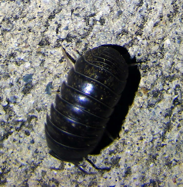 Pill Bug | Project Noah