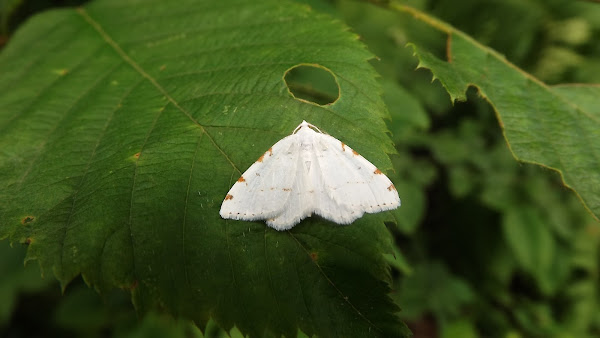 Lesser Maple Spanworm | Project Noah