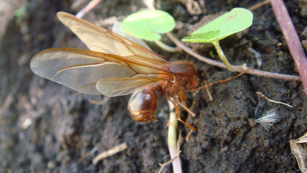 Chicatana | Project Noah