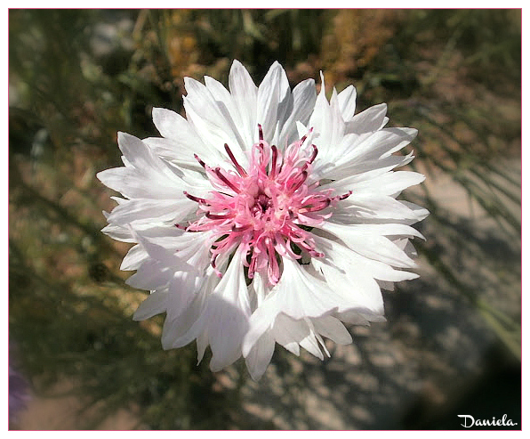 White Bachelor Button. | Project Noah