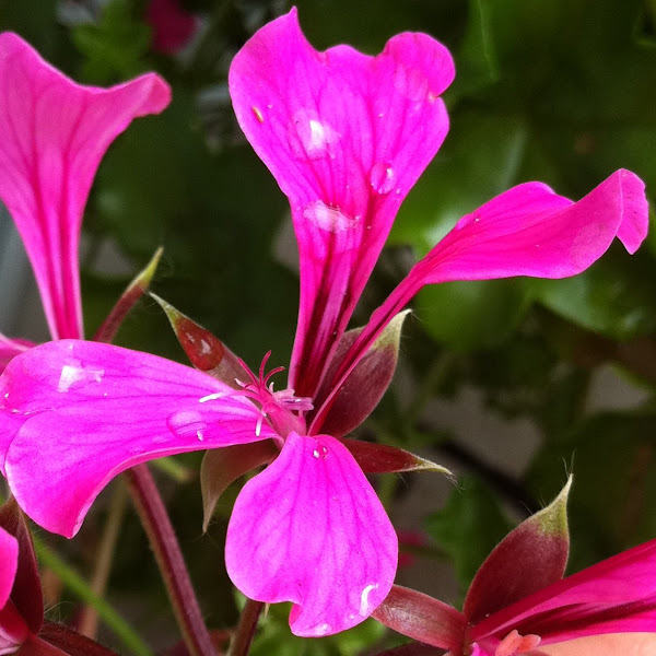 Pink Ivy Geranium | Project Noah