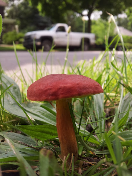 Unidentified Bolete | Project Noah