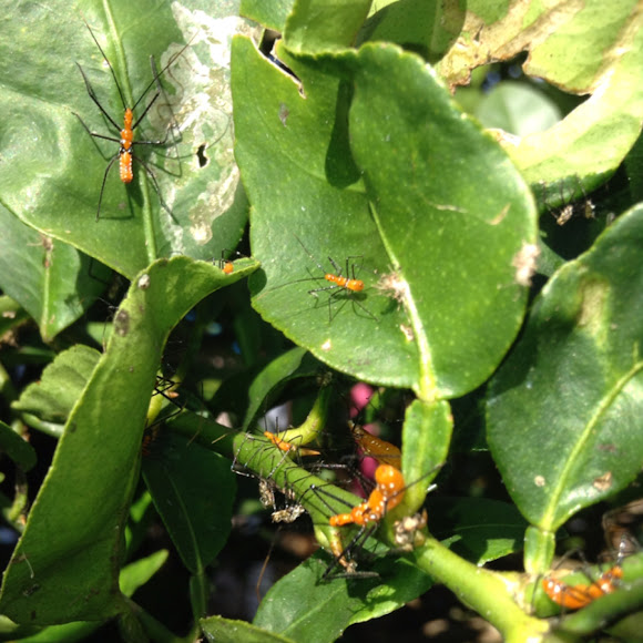 Milkweed Assassin Bug nymphs | Project Noah