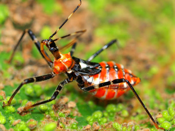 Assasin Bug Nymph | Project Noah