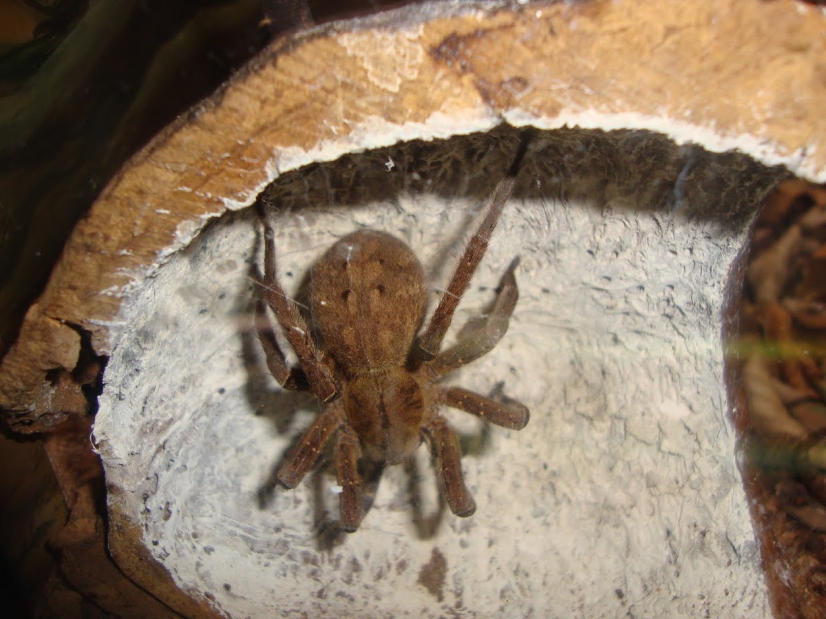 Brazilian wandering spider | Project Noah