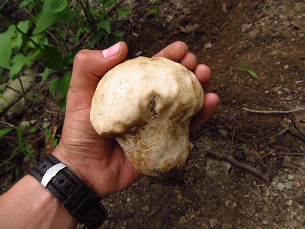 Skull-shaped puffball | Project Noah
