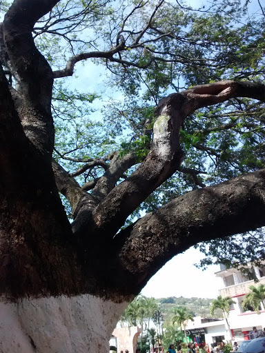 Histórico Árbol “La Parota” Portal in Ciudad Ayala Morelos Mexico ...