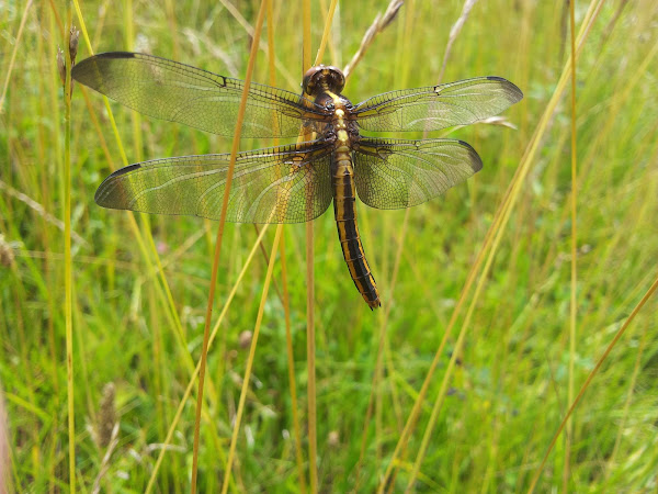 Spangled Skimmer | Project Noah