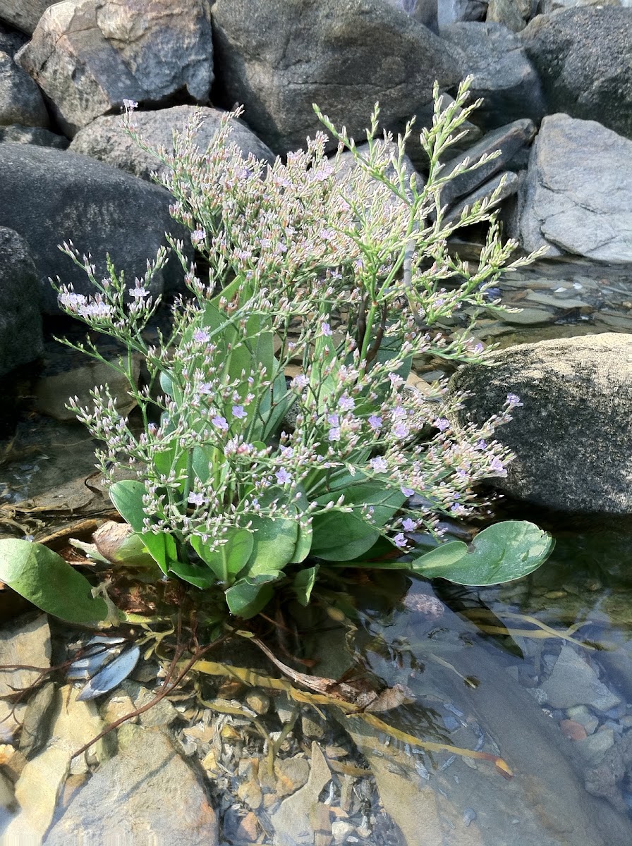 sea lavender | Project Noah