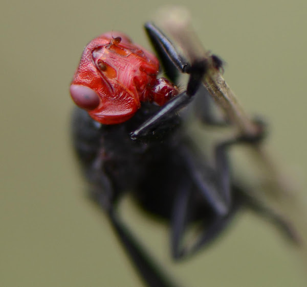Buzzard Signal Fly | Project Noah