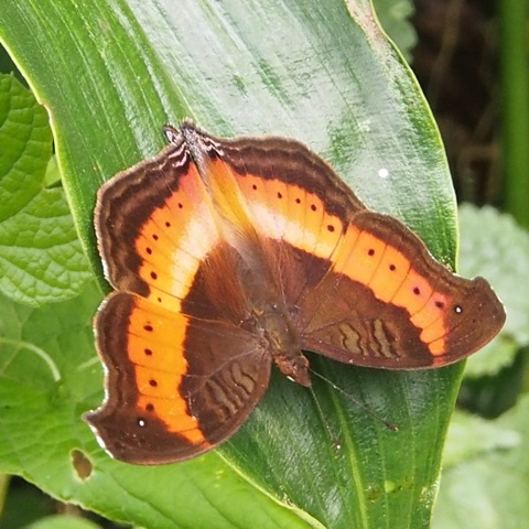 African Leaf or Eared Commodore | Project Noah