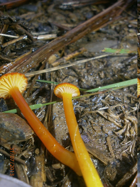 Rickenella fibula? | Project Noah