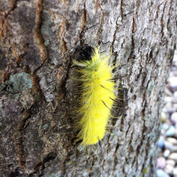 American Dagger Moth Caterpillar | Project Noah