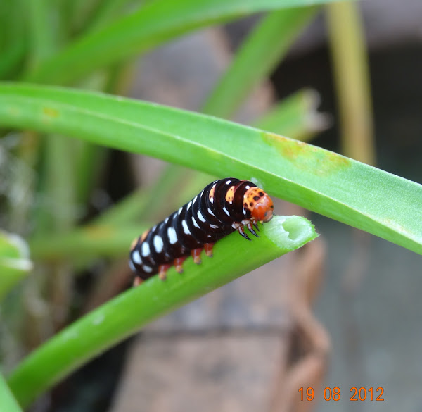 Lily Moth Caterpillar | Project Noah