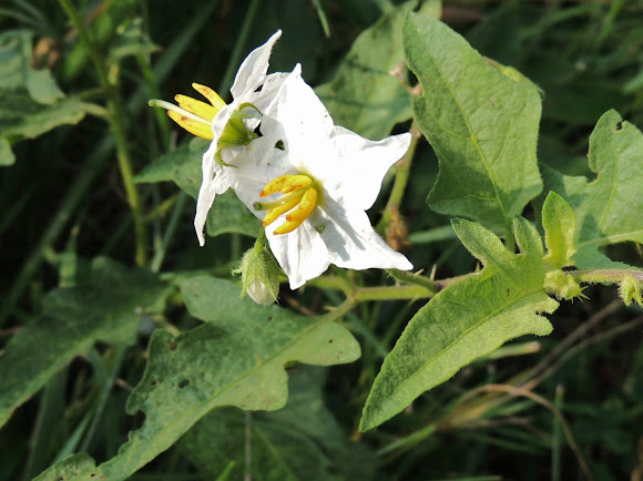 Horse Nettle | Project Noah