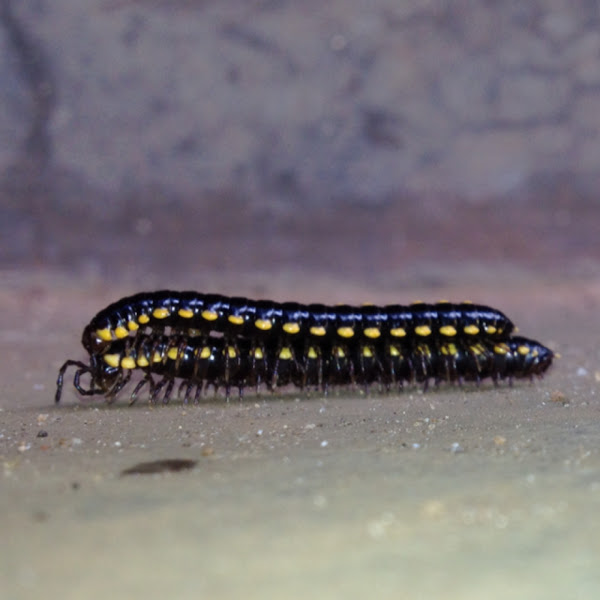 Spotting | Project Noah