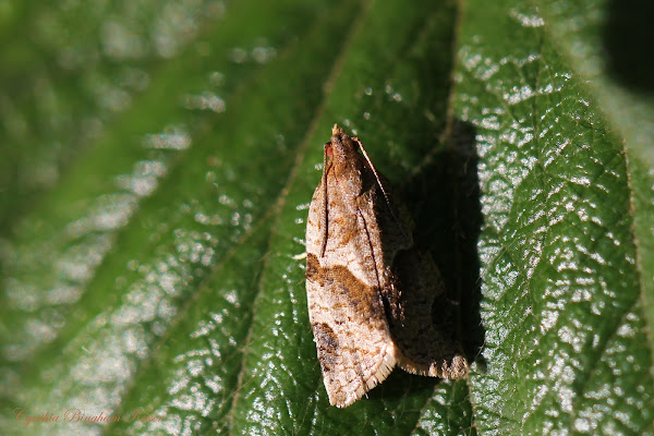 Garden Tortrix | Project Noah