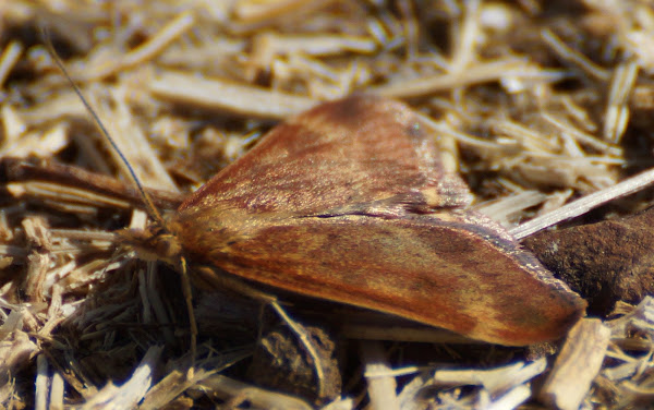 Raspberry Pyrausta moth | Project Noah