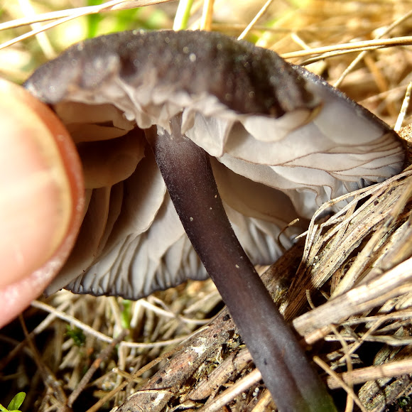 Entoloma black | Project Noah