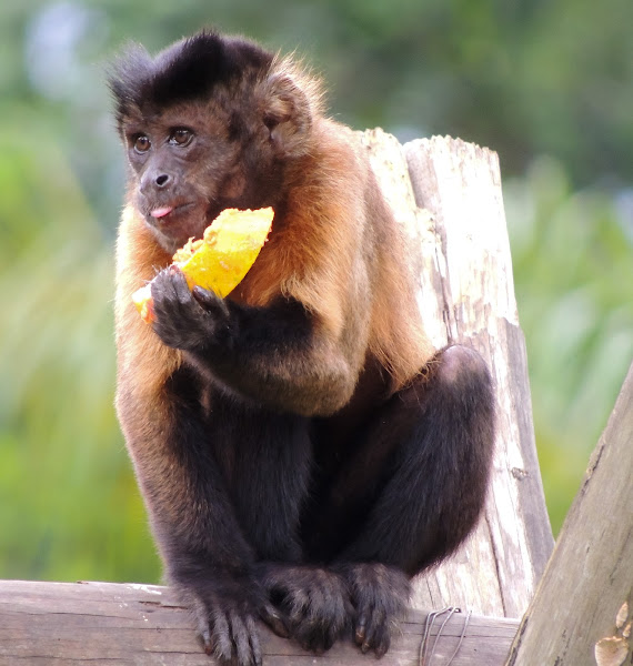 Macaco-prego | Project Noah