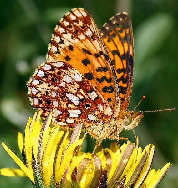 Silver-bordered Fritillary | Project Noah