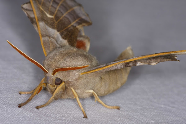 Poplar Hawk-moth | Project Noah