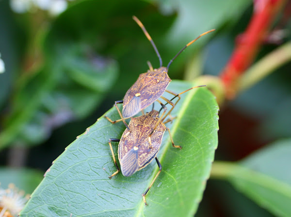 Brown Shield Bug | Project Noah