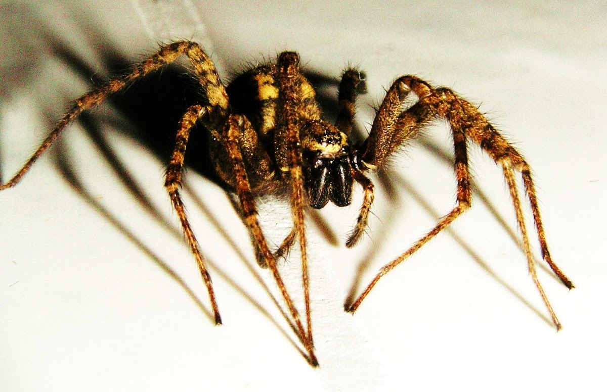 Wolf-spider (Wolfsspinne) | Project Noah