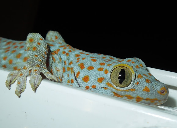 Tokay Gecko | Project Noah