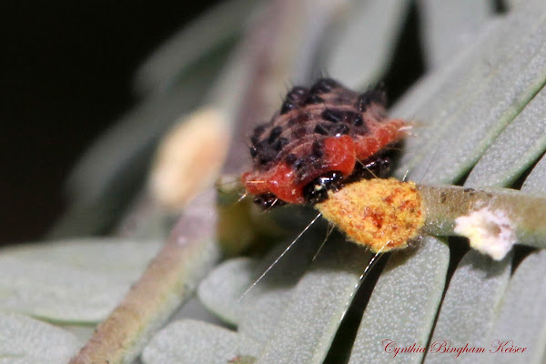 Vedalia Beetle Larvae | Project Noah