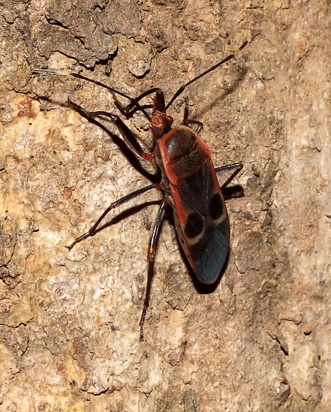 Red Bug | Project Noah