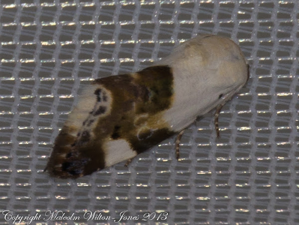 Pale Shoulder Moth | Project Noah