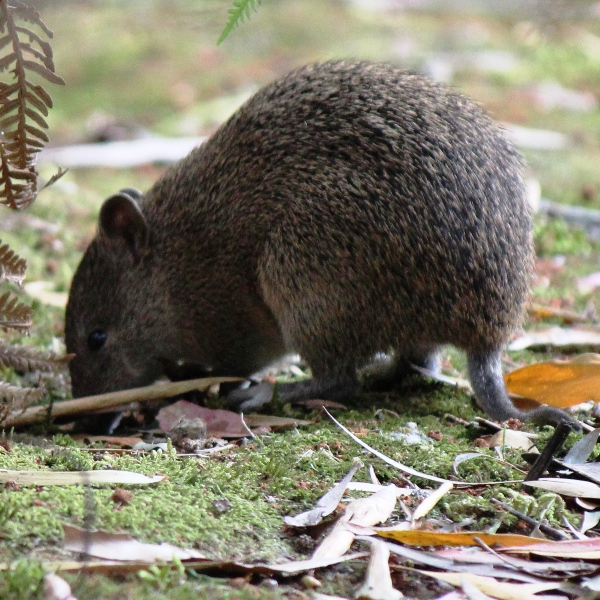 Southern Brown Bandicoot | Project Noah