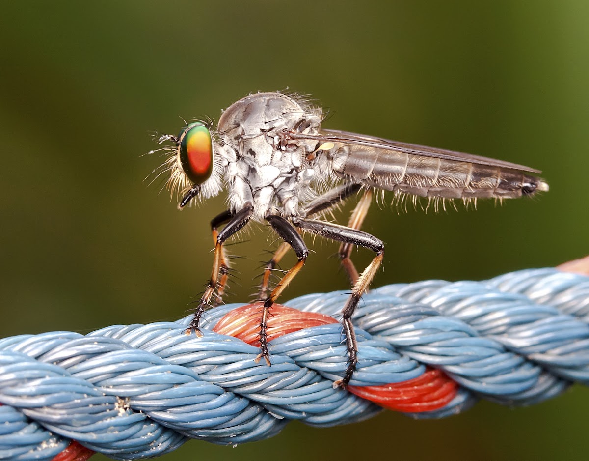 Robber Fly | Project Noah
