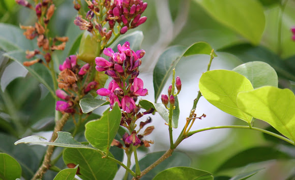 Balché Tree | Project Noah