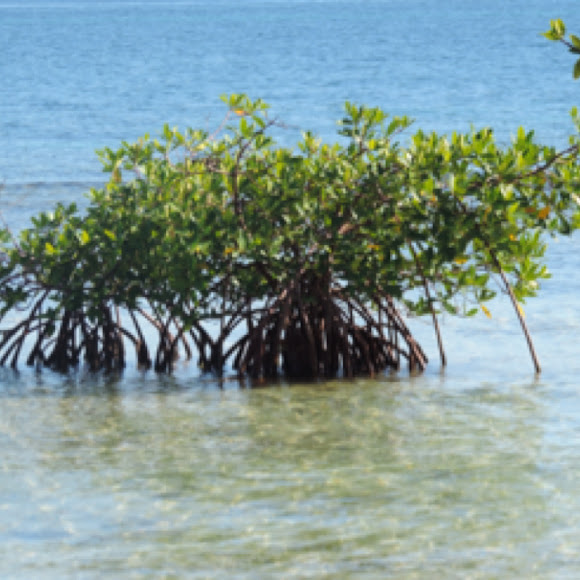 Red Mangrove | Project Noah