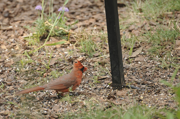 Male Northern Cardinal | Project Noah