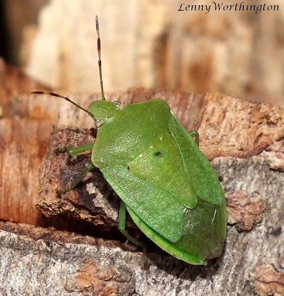 Southern Greens Stink Bug | Project Noah