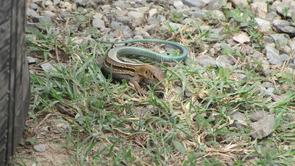 Ground Lizard | Project Noah