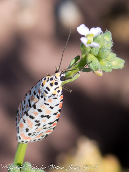 Crimson-speckled Footman/Flunkey | Project Noah