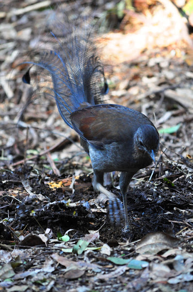 Superb Lyrebird | Project Noah