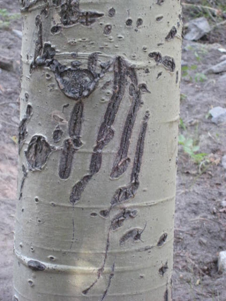 American black bear claw marks | Project Noah