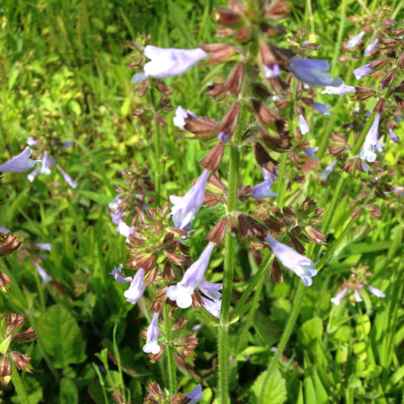 Lyre-leaf sage | Project Noah