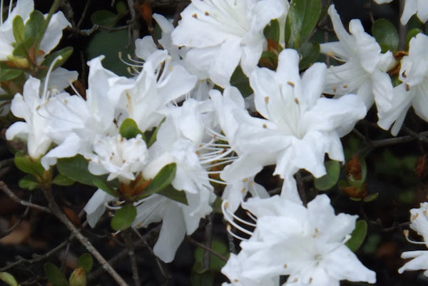 Azalea | Project Noah