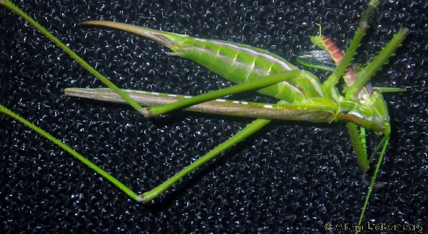 Winged Predatory Katydid | Project Noah