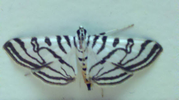 Zebra Moth | Project Noah