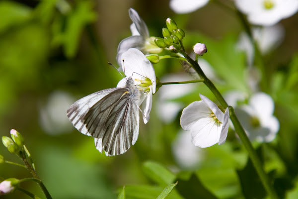 Spring White Butterfly | Project Noah