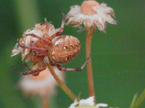Arabesque Orbweaver | Project Noah