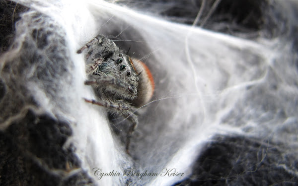 Jumping Spider (Gravid) | Project Noah
