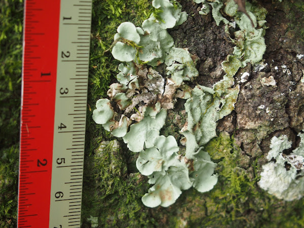 foliose lichen | Project Noah